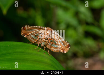 Picture-winged Leaf Moth, Thyrididae Family, on leaf, Klungkung, Bali ...