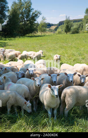 A group of sheep grazing on a green meadow in rhineland palatinate ...