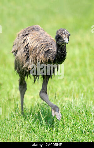 Emu (Dromaius novaehollandiae), young, Phillip Island, Gippsland ...