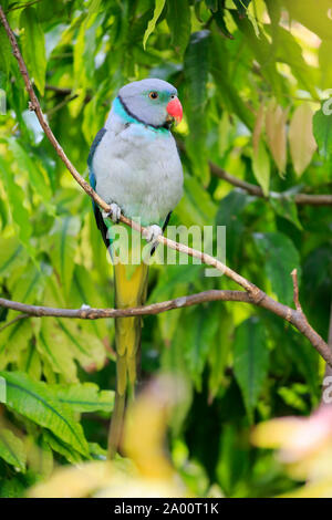 The image of Malabar Parakeet (Psittacula columboides) feeding young at ...