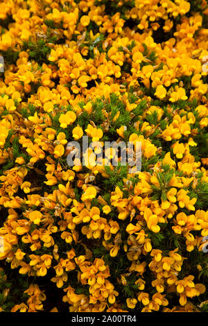 Tojo (Ulex sp.). Common gorse. Lochganvich - Loch na Gainmhich. Achmore ...