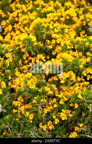 Tojo (Ulex sp.). Common gorse. Lochganvich - Loch na Gainmhich. Achmore ...