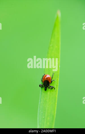 Sheep Tick (Ixodes ricinus) or Pasture Tick on leaf, Europe Stock Photo ...