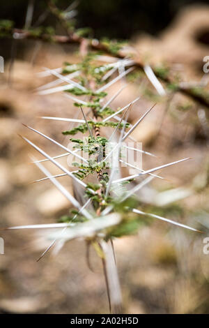 Very long sharp spikes or dangerous thorns Stock Photo - Alamy