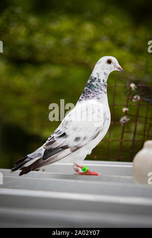 full body of homing pigeon standing at home loft trap Stock Photo - Alamy