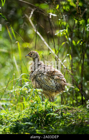 Ten week old pheasant chicks, (Phasianus colchicus) often known as ...