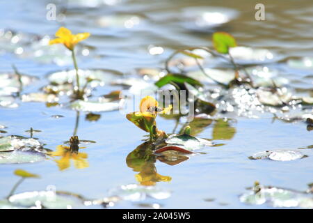 Yellow floating heart flowers A bee approaches yellow floating heart ...