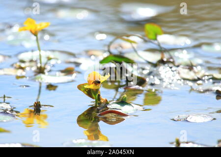 Yellow floating heart flowers A bee approaches yellow floating heart ...