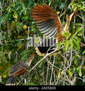 The hoatzin (Opisthocomus hoazin), also known as the reptile bird ...