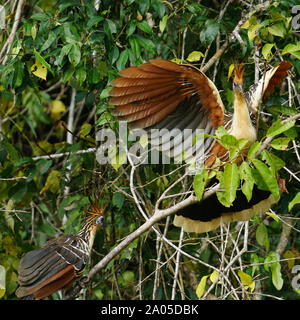 The hoatzin (Opisthocomus hoazin), also known as the reptile bird ...