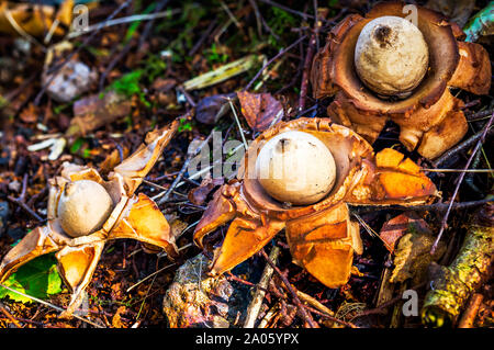 UK, England. Common Earthstar Fungi (Geastrum triplex) releasing spores ...