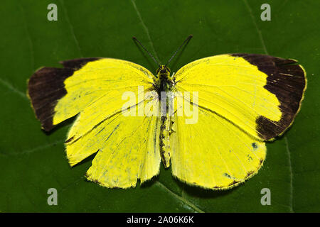 Small Grass Yellow, Eurema brigitta, Butterfly. Pieridae Stock Photo ...