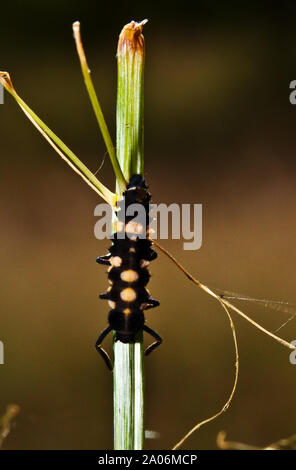 Lunate ladybird Cheilomenes lunata Coccinellidae with two fruit fllies ...