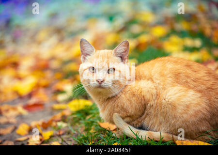 Sad Homeless Cat sitting dry grass. Adorable Kitty sitting Outdoor ...