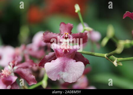 Beautiful sharry baby, Oncidium, chocolate orchid Stock Photo - Alamy