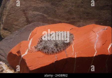 Lined freshwater sole, Achirus lineatus Stock Photo - Alamy