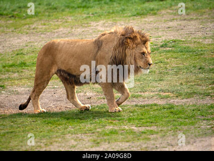 An adult male lion prowling the plains. MASAI MARA; KENYA: FUNNY images ...