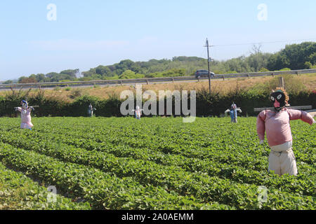 polkadraai Strawberry picking farm in Stellenbosch - Cape Town Stock ...