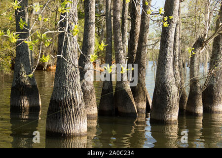 North Carolina swamp with tupelo trees and cypress trees landscape ...
