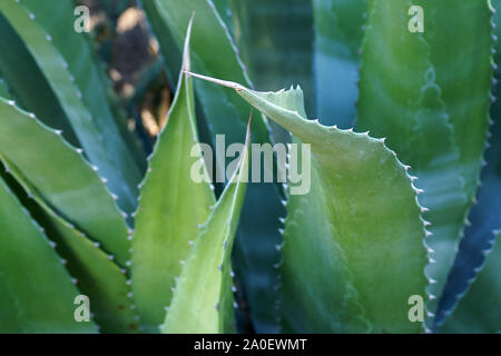 Aloe Vera leaves Stock Photo - Alamy