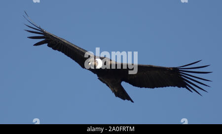 Portrait of an old condor flying with open wings, front view Stock ...