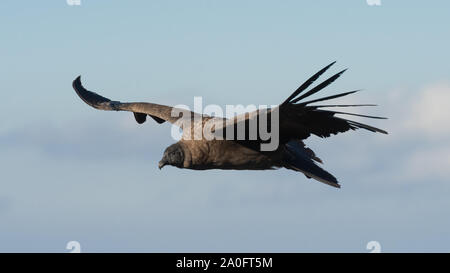 Portrait of a female condor flying with open wings, front view Stock ...