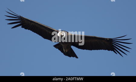Condor flying with open wings, front view Stock Photo - Alamy