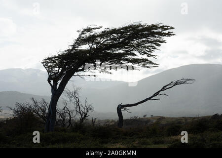 The Wind Shaped Trees In Ushuaia In Tierra Del Fuego.These permanently ...