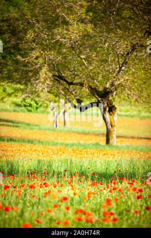 red wild poppies. A background of blooming plants Stock Photo - Alamy