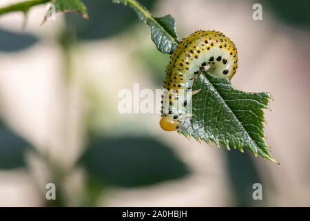 Arge rosae, caterpillar of the rose bush, close-up while moving Stock ...