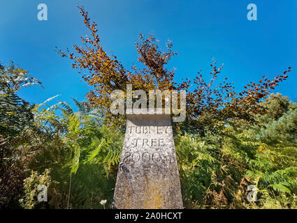 Site of The Tubney Tree Stock Photo - Alamy