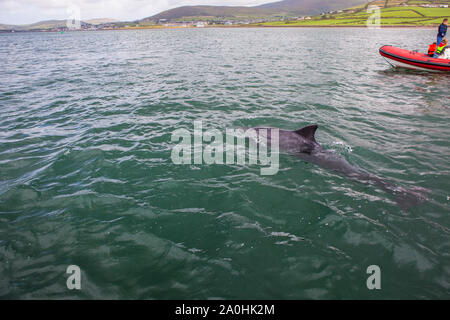 Fungi the Dolphin, Dingle Bay, Ireland Stock Photo - Alamy
