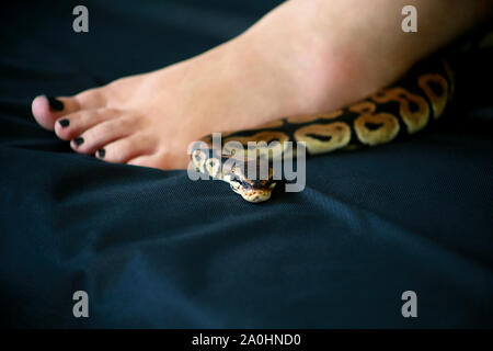 Leg with Royal Python snake. Ball Python slithering and crawling around ...