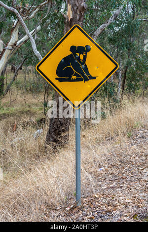 Beware of Koalas crossing road sign in Queensland, Australia Stock ...