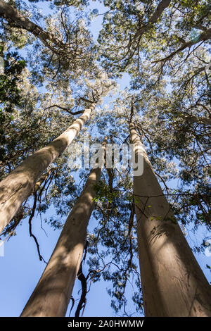 Eucalyptus tree blossom in Australia Stock Photo - Alamy