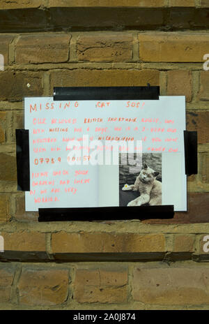 handwritten missing cat notice in richmond, southwest london, england ...