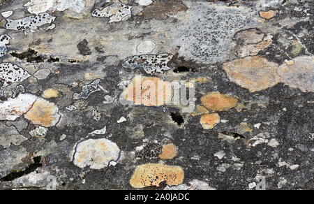 Porpidia lichen on a stone Stock Photo - Alamy