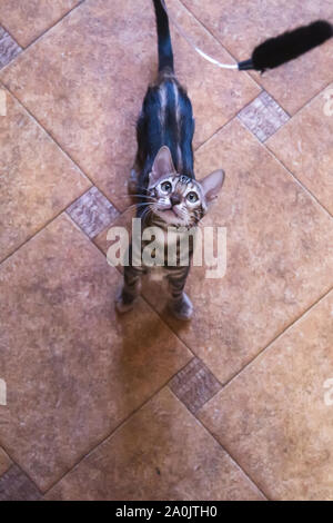 Young cute bengal kitten laying on a soft cat's shelf of a cat's house ...