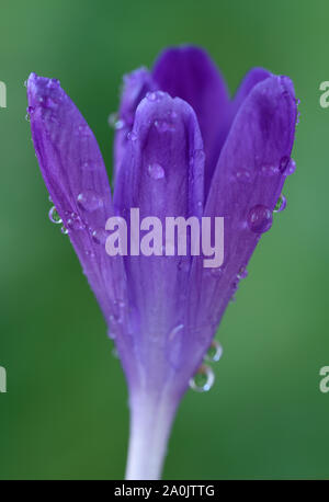 Close up of a crocus with water drops on the leaves Stock Photo - Alamy
