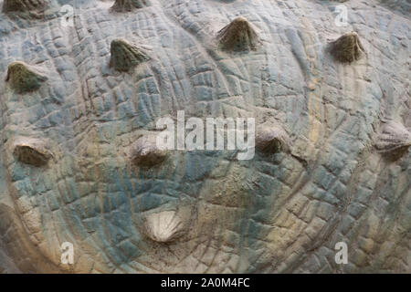 dinosaur body as background and texture Stock Photo - Alamy