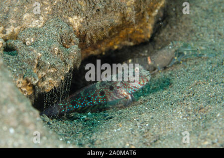 Blue speckled shrimp goby, Cryptocentrus caeruleomaculatus, living in a ...