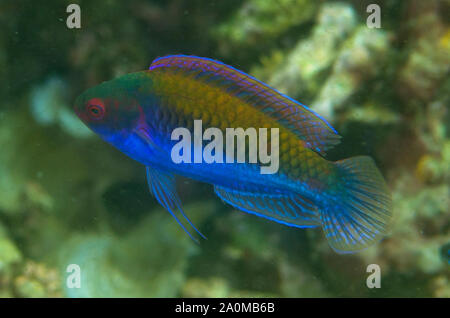 Solar Fairy-wrasse (Cirrhilabrus solorensis) adult, swimming, Alor ...