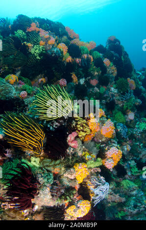 Feather Star (Comatulida), Komodo National Park, World Heritage Site ...