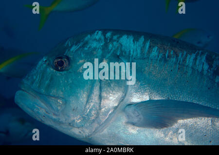 Giant trevally (Caranx ignobilis) fish. Photographed in the Red Sea ...