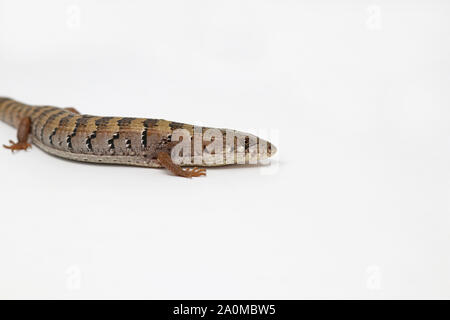 Madrean Alligator Lizard (Elgaria kingii Stock Photo - Alamy