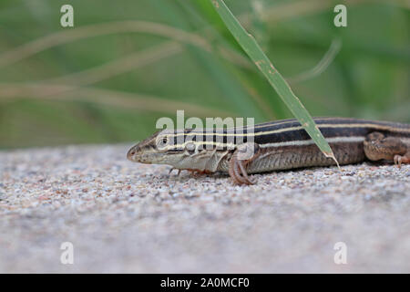 Desert Grassland Whiptail Stock Photo - Alamy