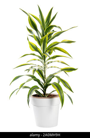 Potted dracaena with variegated foliage on showcase of garden center ...