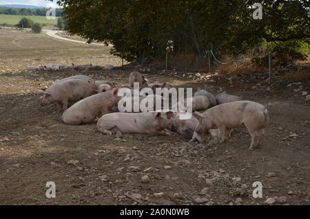 Pigs in their natural surroundings , Saint Christol, France Stock Photo ...
