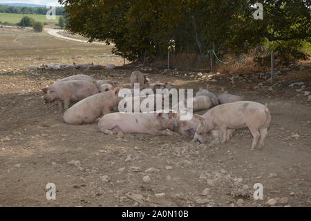 Pigs in their natural surroundings , Saint Christol, France Stock Photo ...