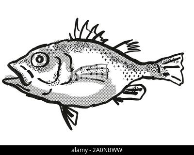 Spinycheek Seabass Australian Fish Cartoon Retro Drawing Stock Photo ...